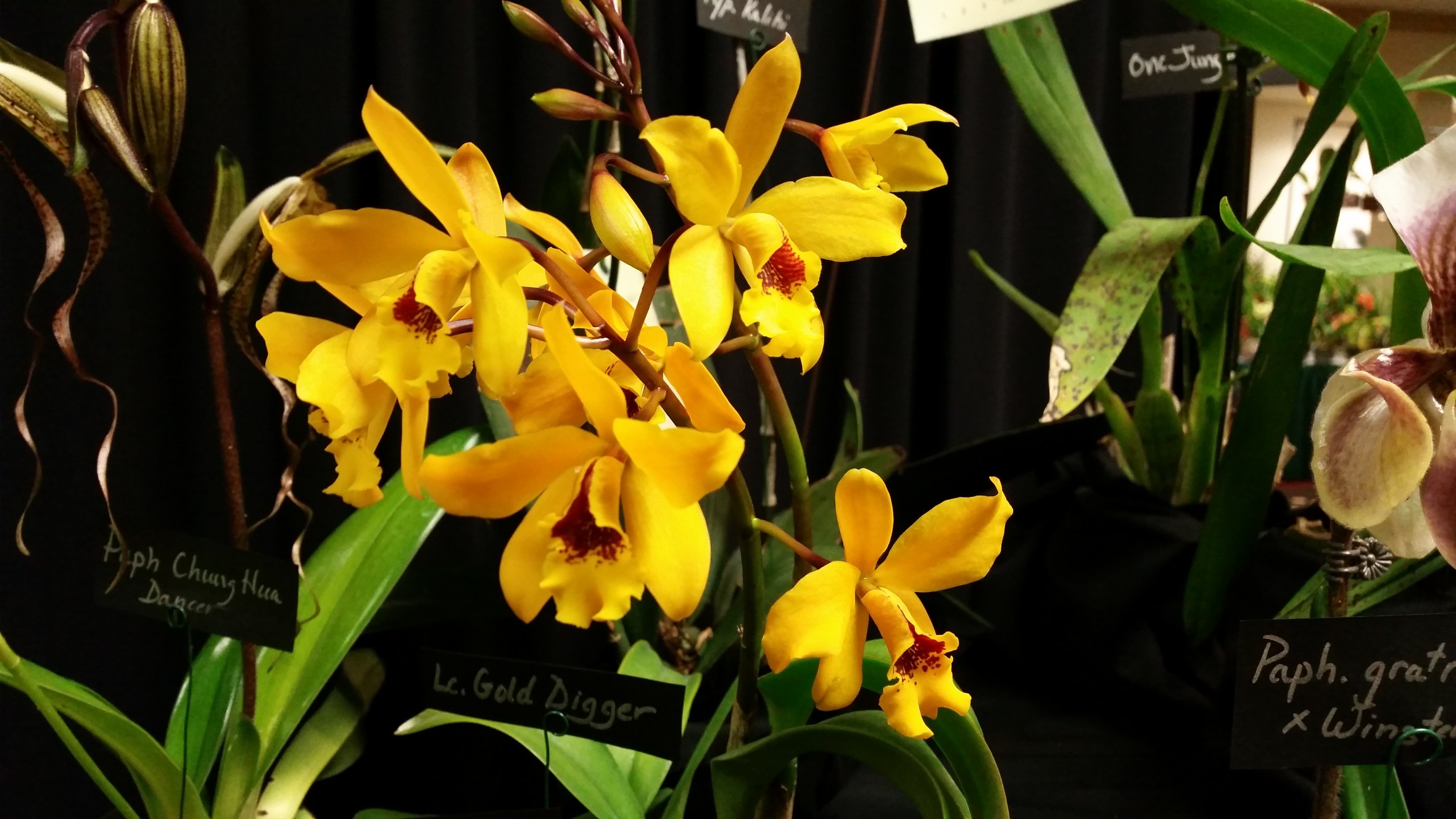 Northeastern Wisconsin Orchid Society – We share our love of orchids ...